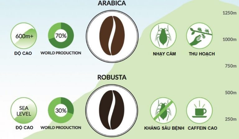 11 Điểm khác nhau giữa Arabica vs Robusta | Showroom Thời Đại Coffee ...