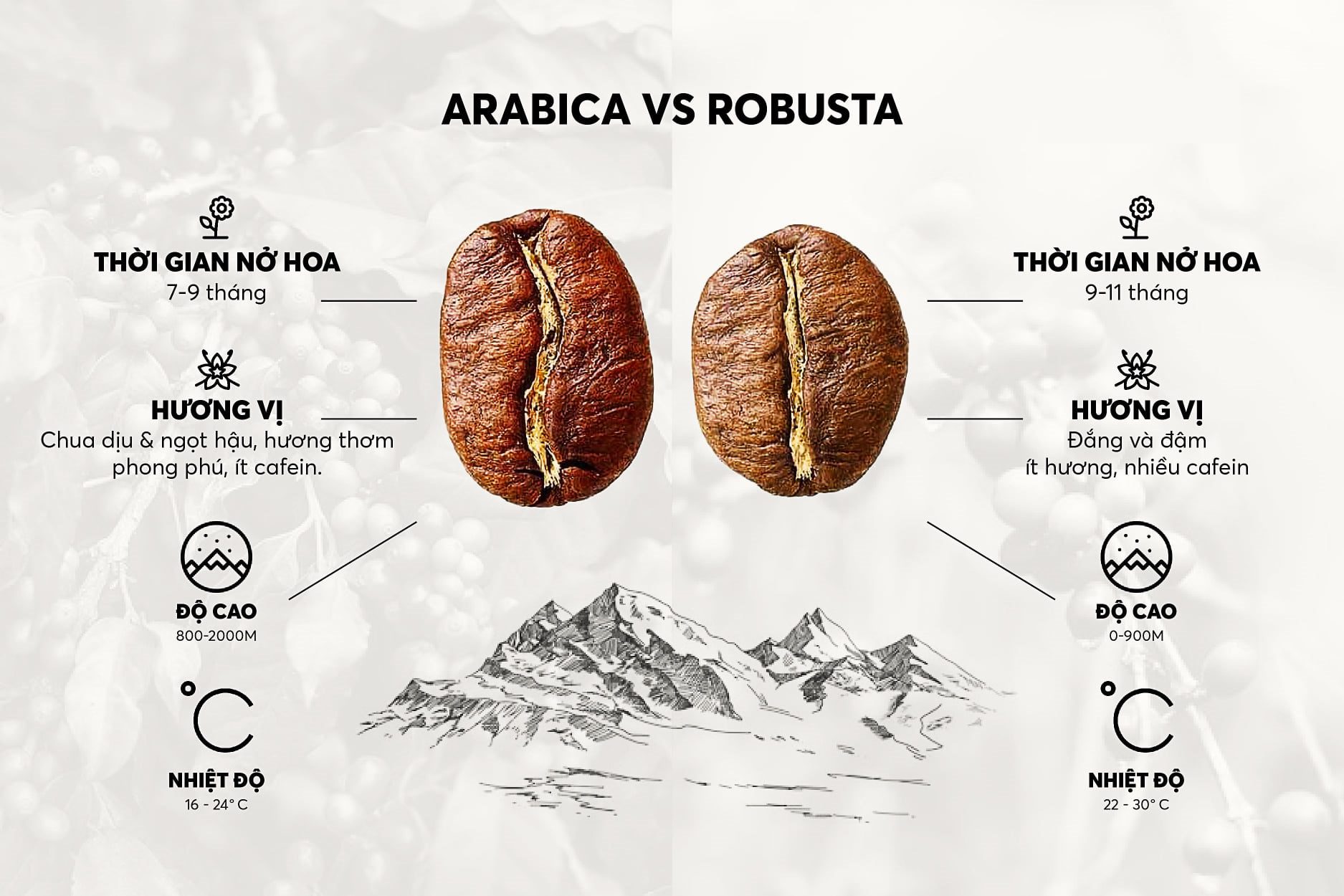 11 Điểm khác nhau giữa Arabica vs Robusta | Showroom Thời Đại Coffee ...